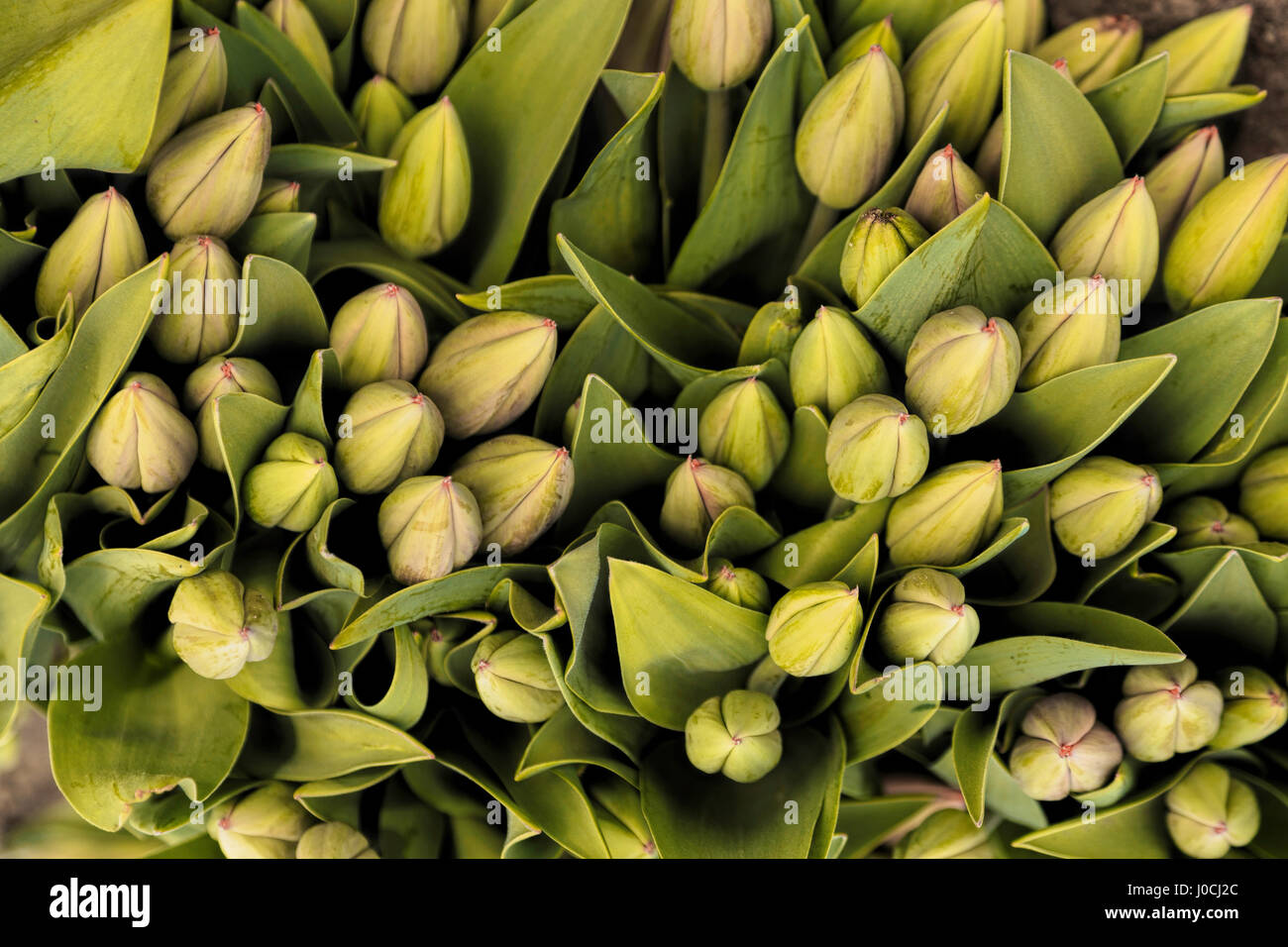 Bunches of budding tulips hi-res stock photography and images - Alamy