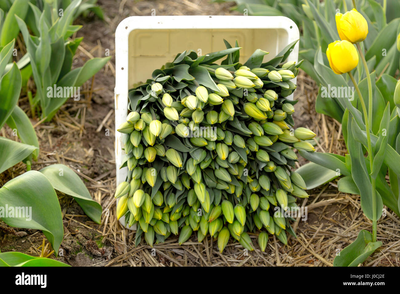 Packed in crate hi-res stock photography and images - Alamy