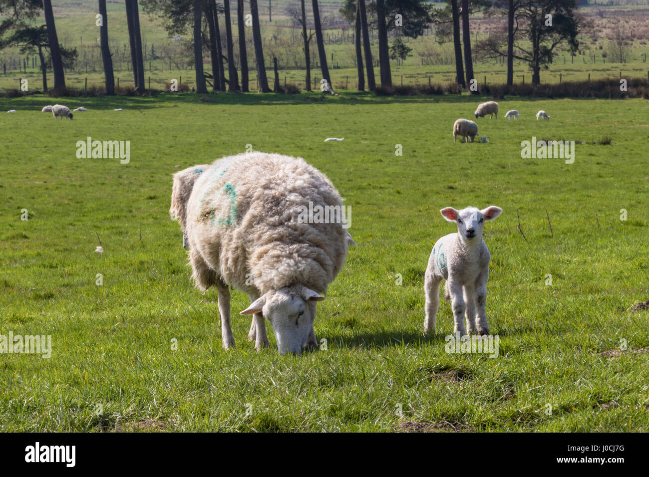 Adorable spring lambs hi-res stock photography and images - Alamy