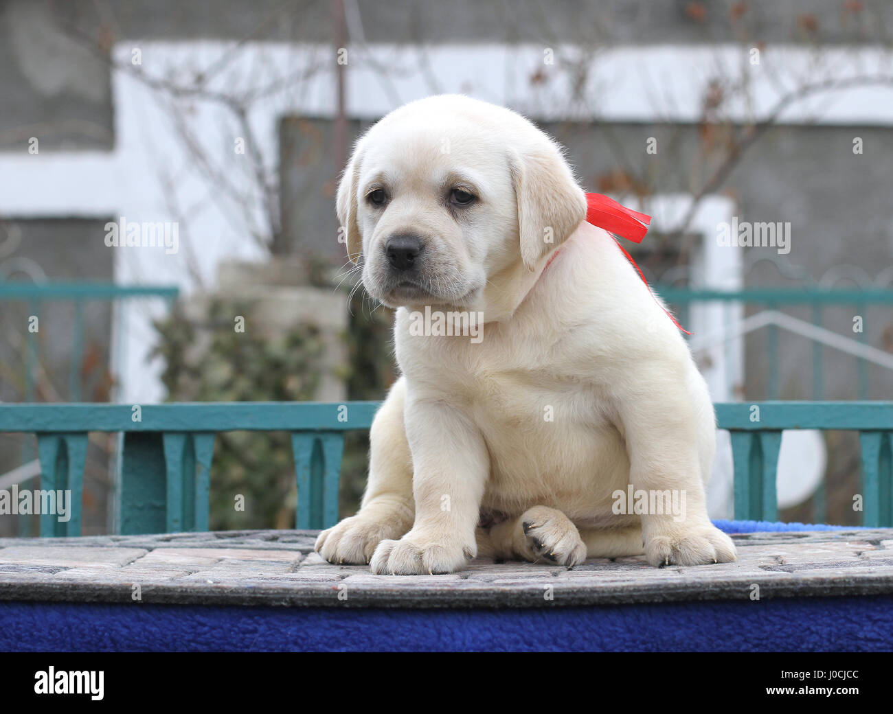 a little cute yellow labrador puppy sitting on blue background Stock ...