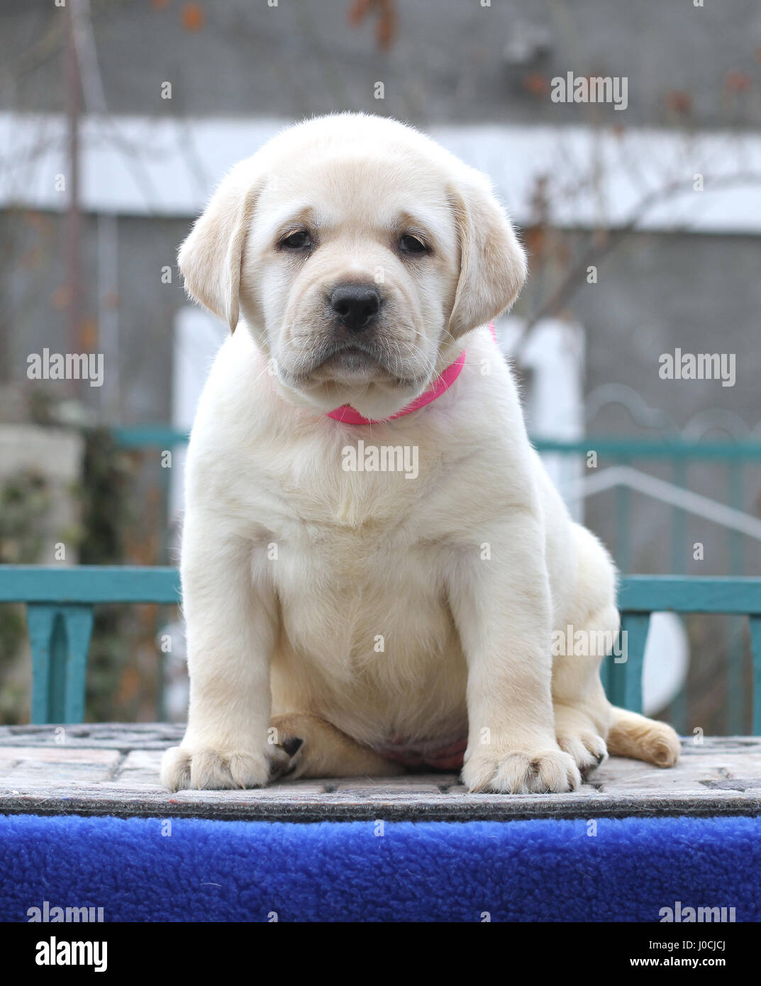 the little cute yellow labrador puppy sitting on blue background Stock ...