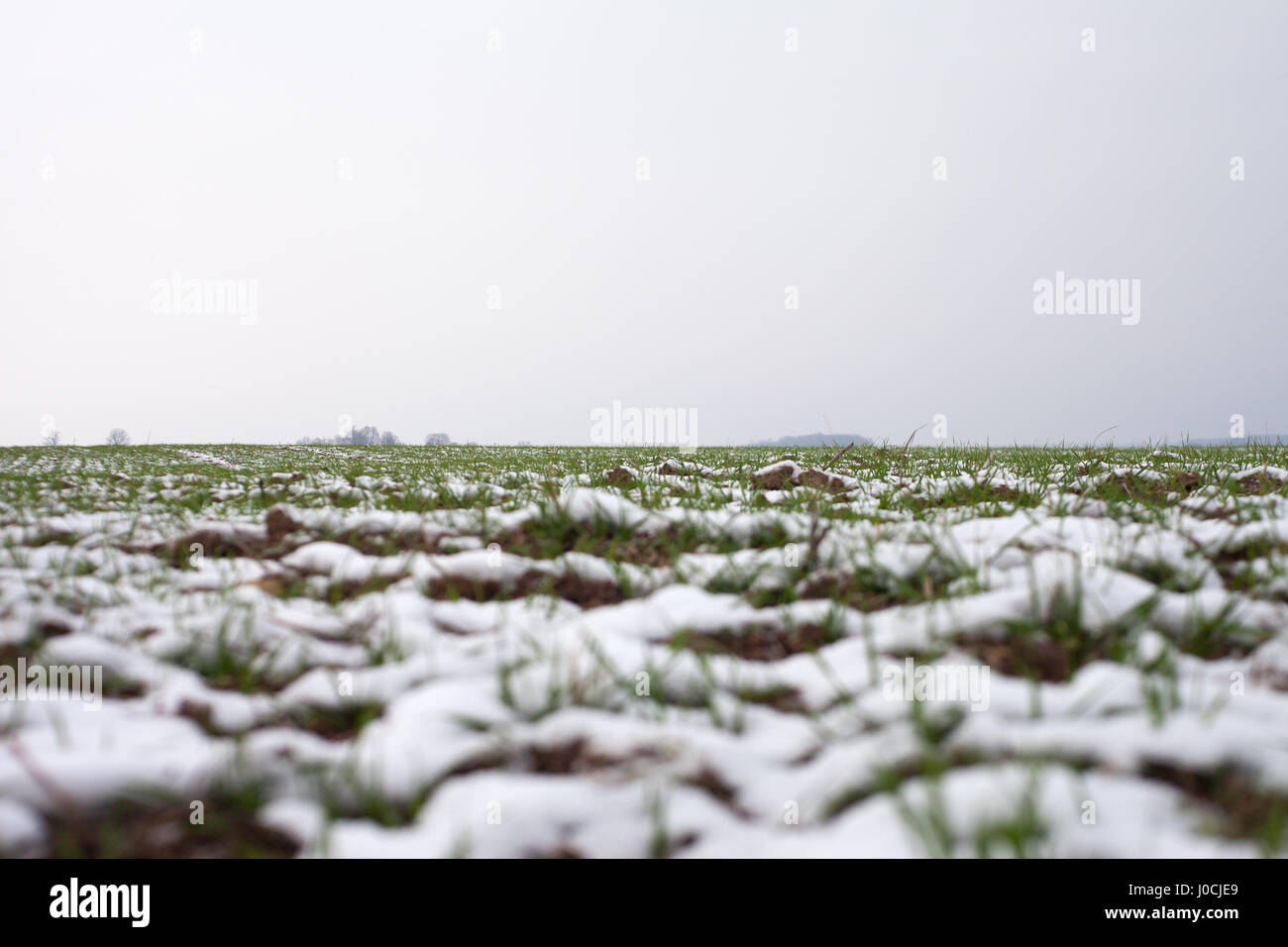 First snow on wheat field Stock Photo - Alamy