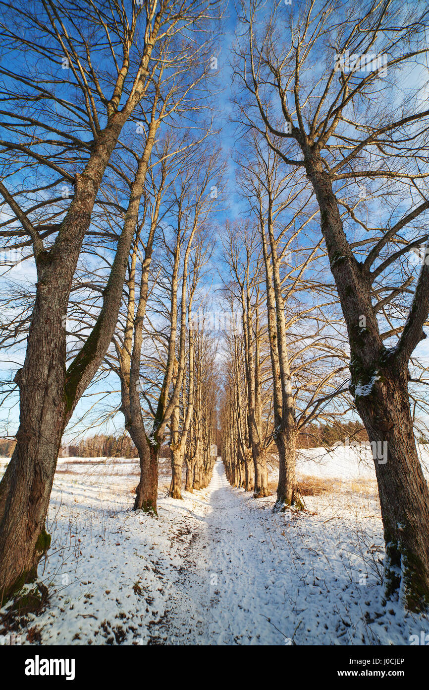 Rural alley in nice winter day Stock Photo - Alamy