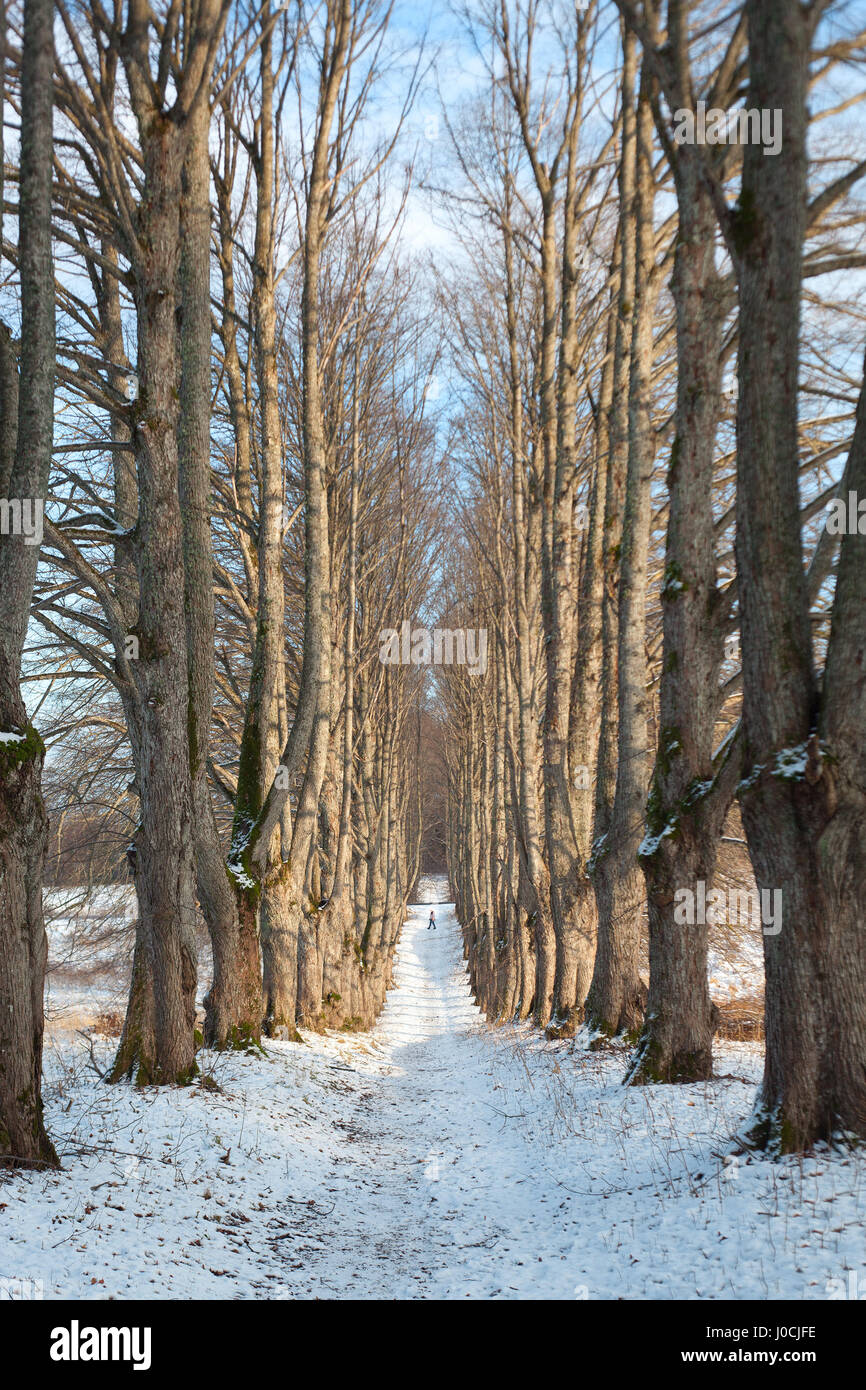 Rural alley in nice winter day Stock Photo - Alamy