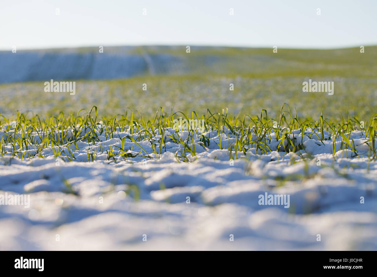 Wheat field under fresh snow Stock Photo - Alamy