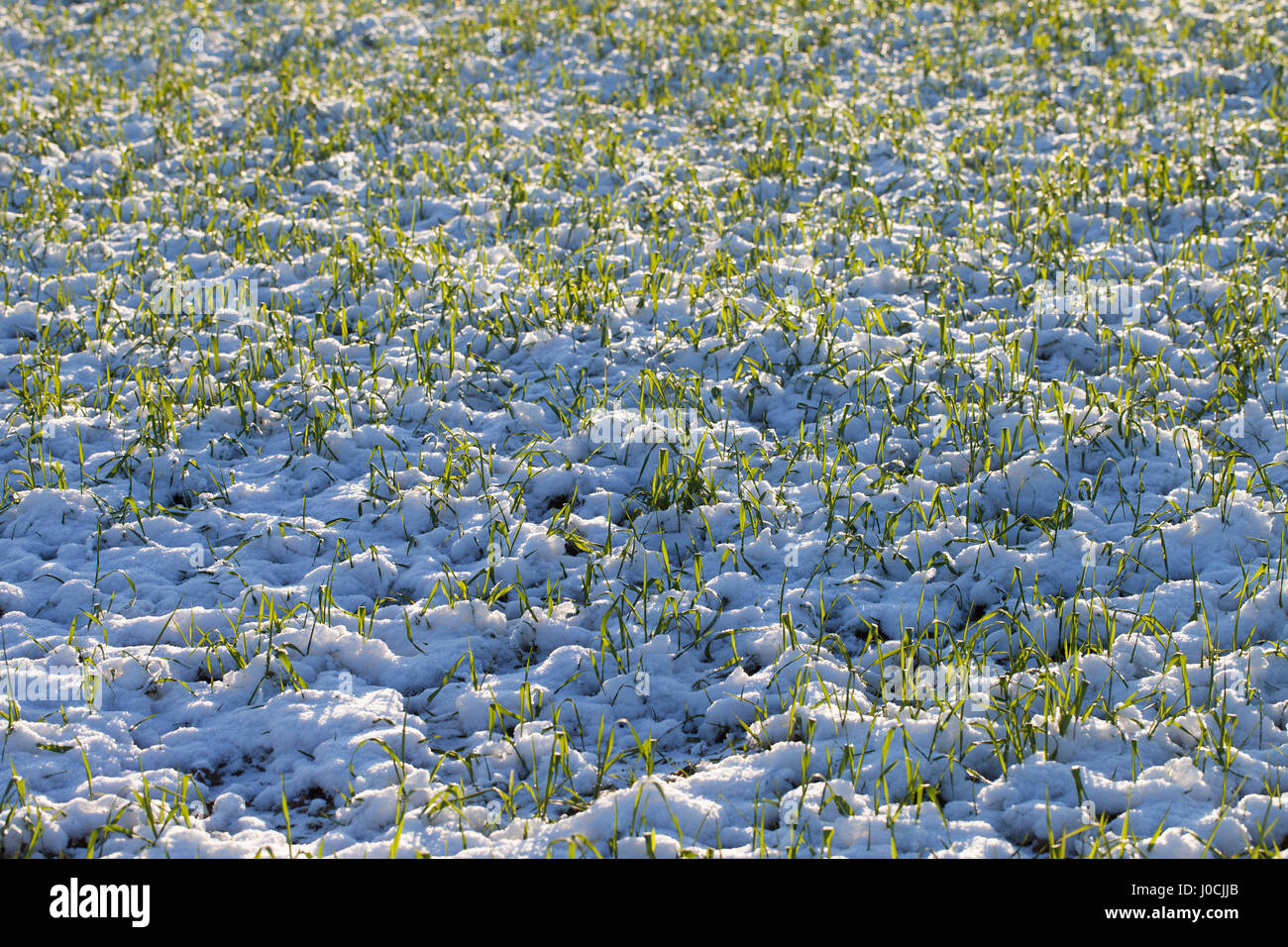 Wheat field under fresh snow Stock Photo - Alamy