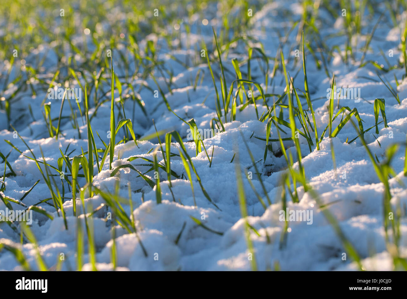 Wheat in snow Stock Photo - Alamy