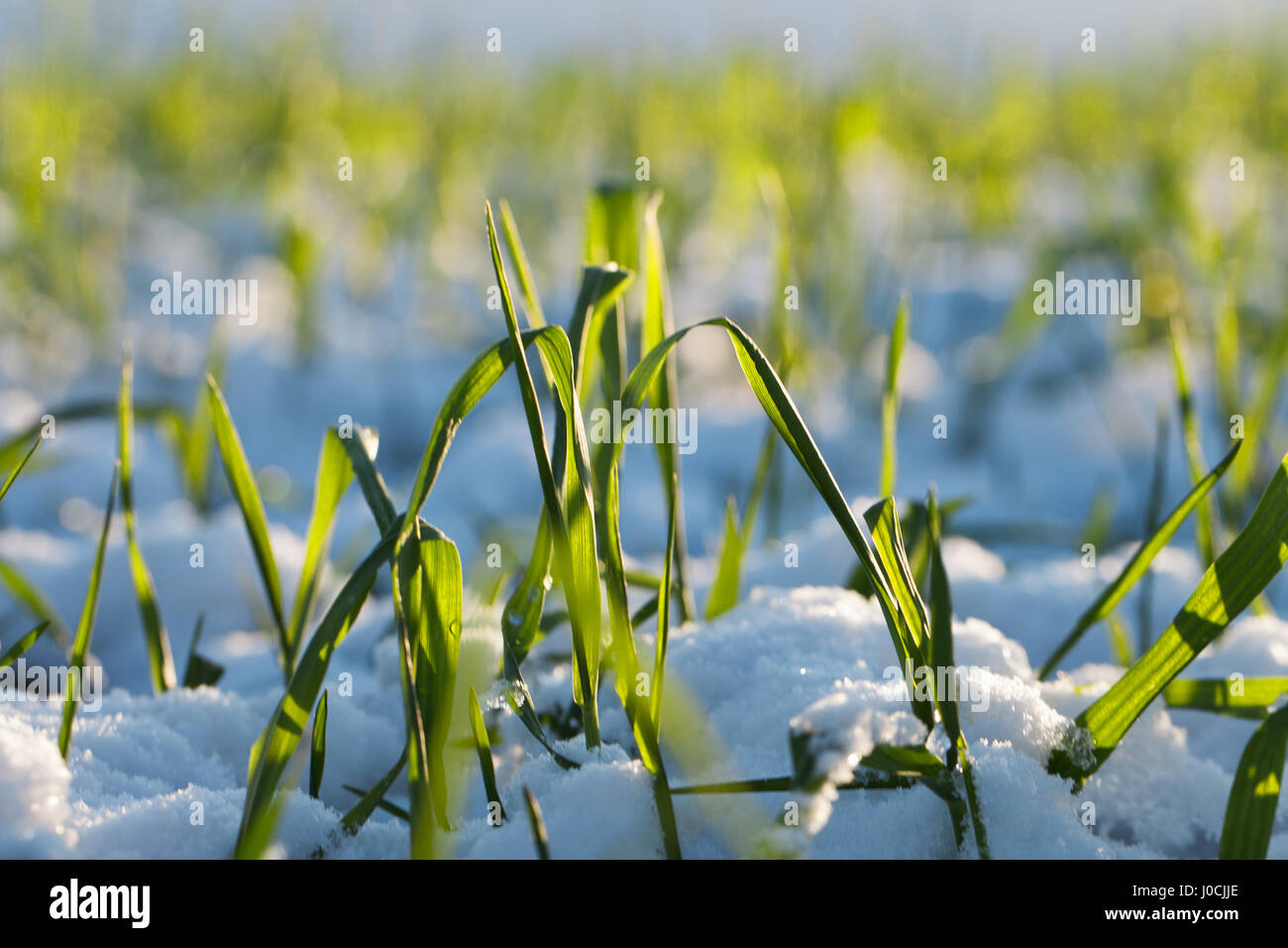 Wheat in snow Stock Photo - Alamy