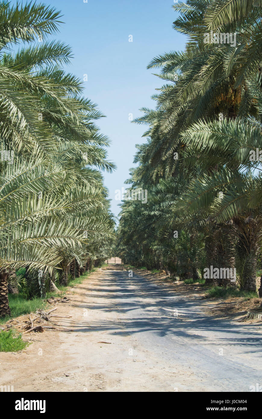 Bahrain date palms hi-res stock photography and images - Alamy