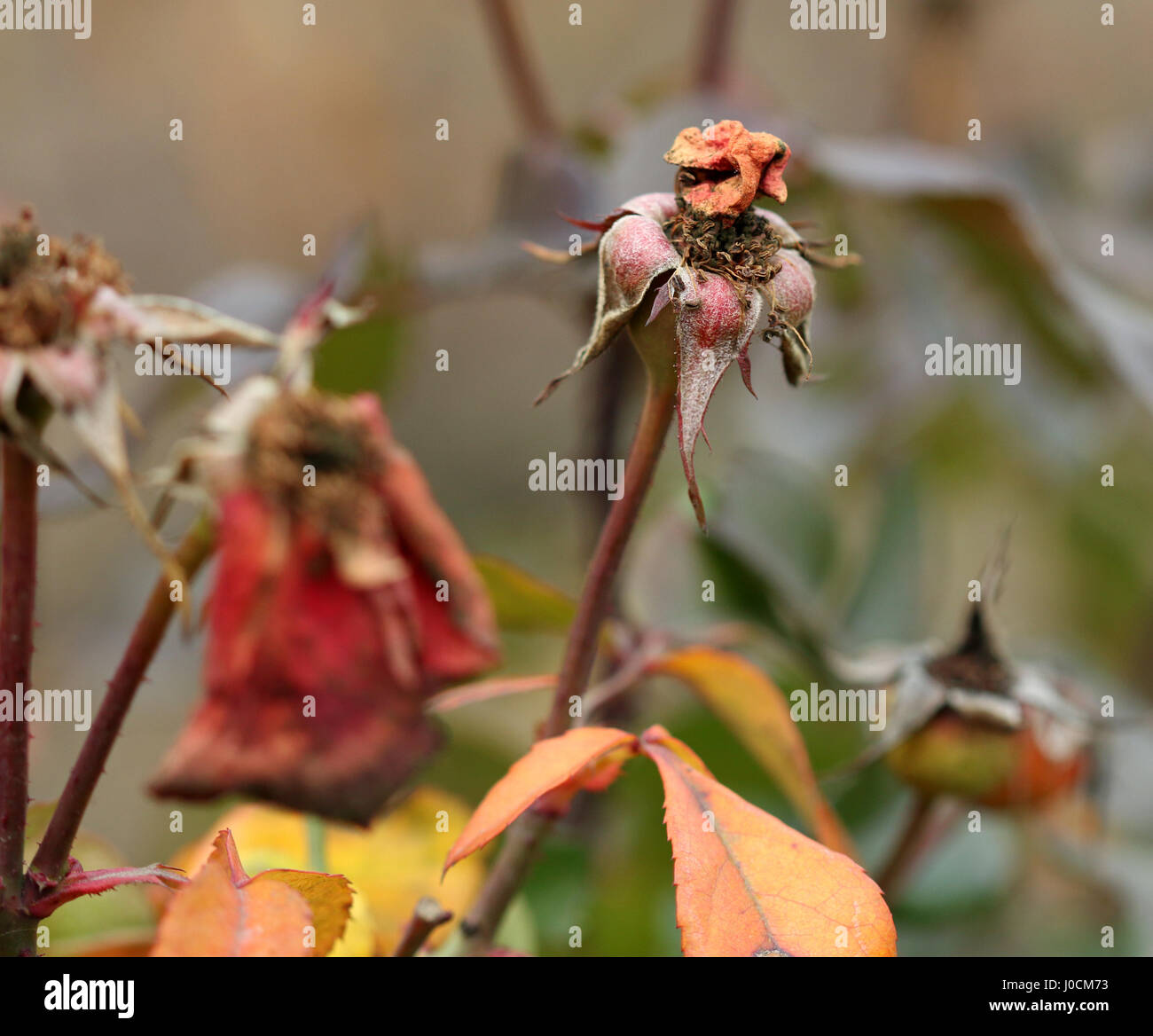 wilted roses garden nature background Stock Photo - Alamy