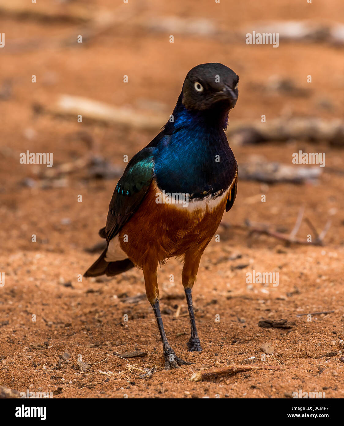 Buffalo starling hi-res stock photography and images - Alamy