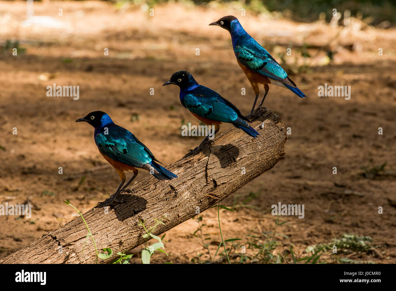 Buffalo starling hi-res stock photography and images - Alamy