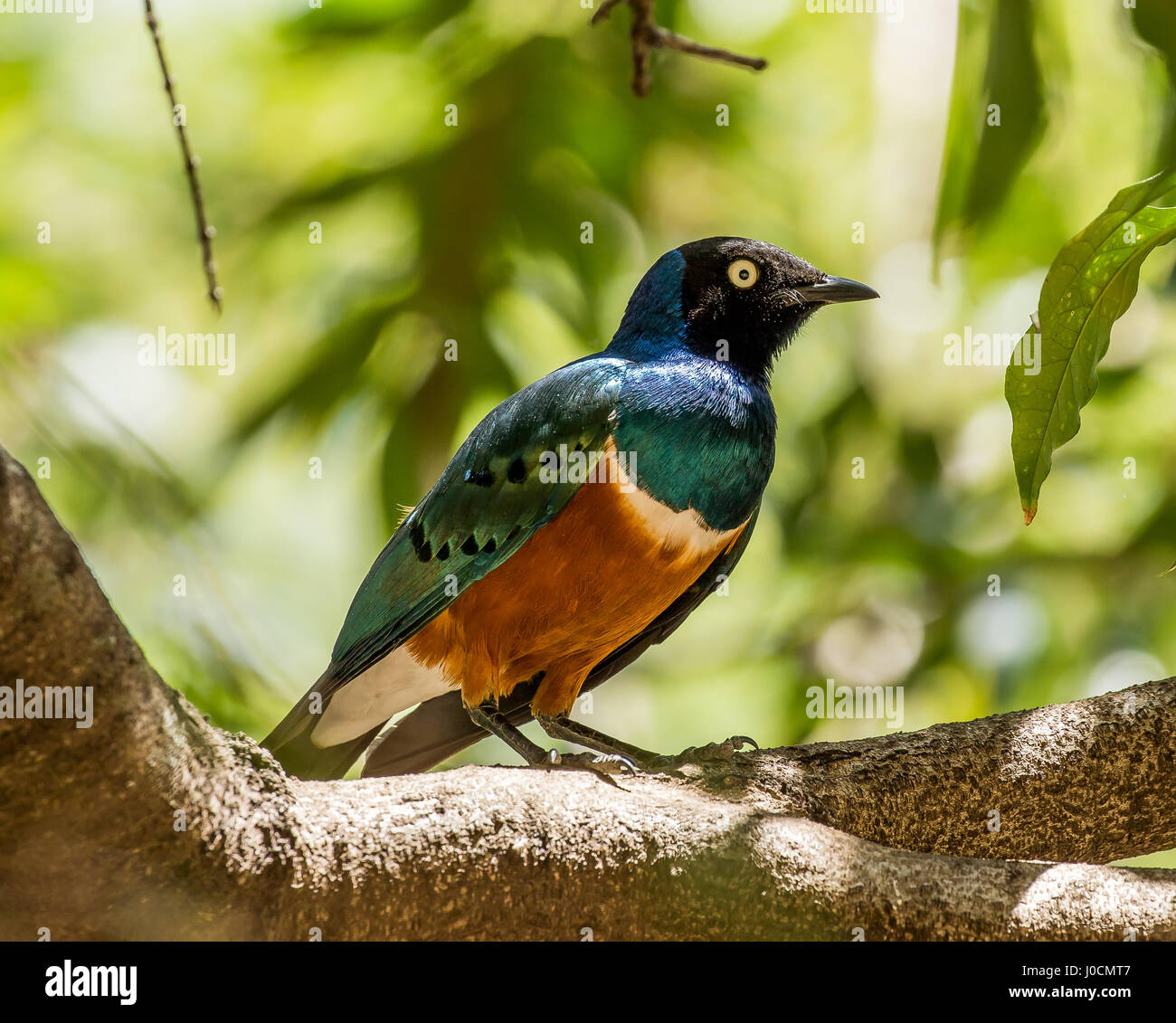 Three superb starling birds on hi-res stock photography and images - Alamy