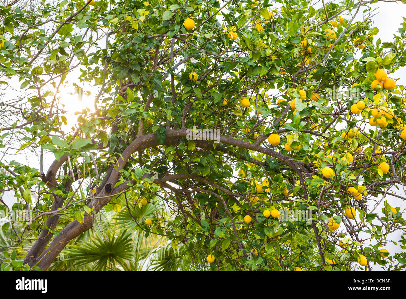 Ripe lemons hanging on a tree in Greece with sun rays shining through ...