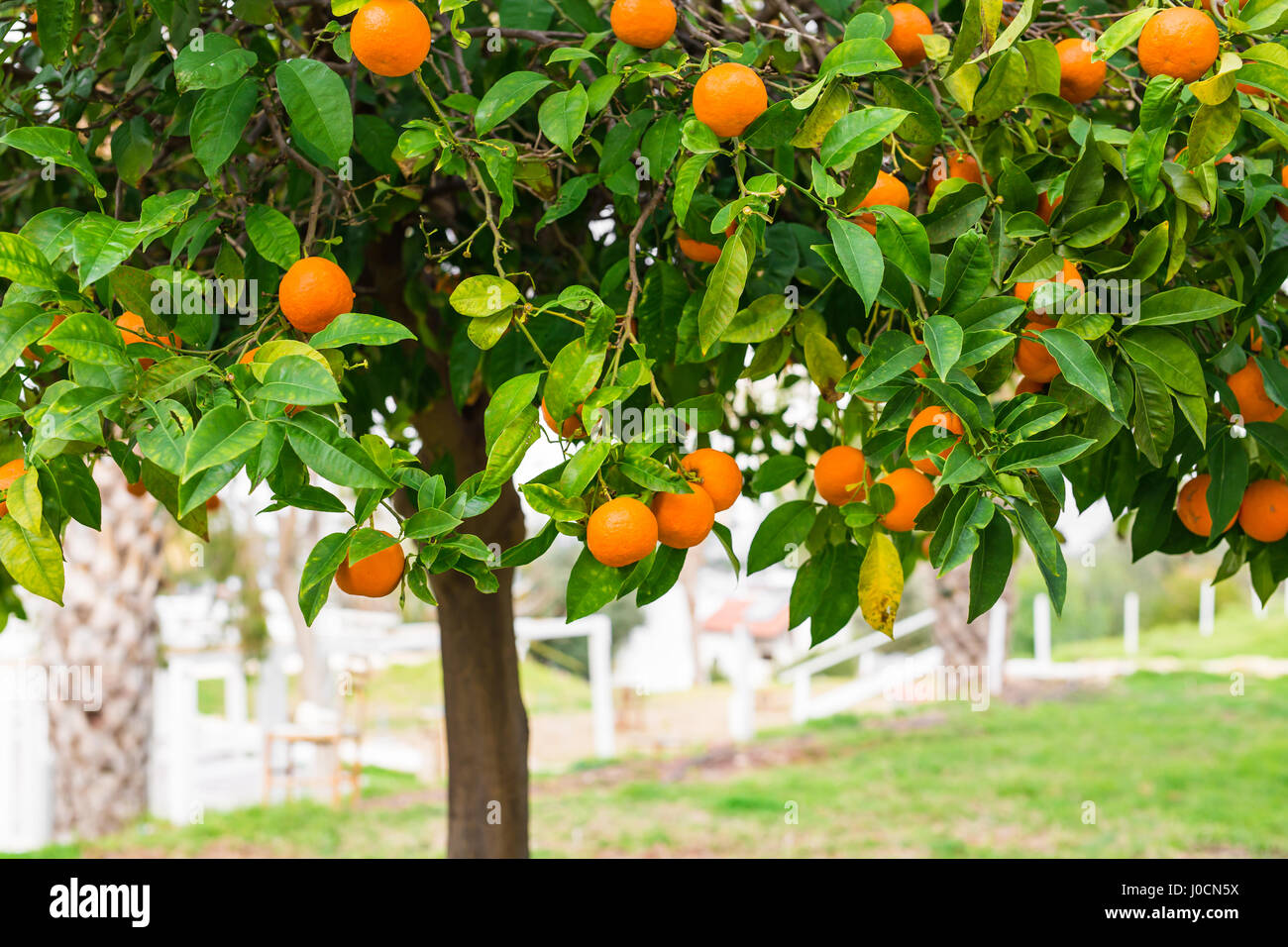 The fruit of the orange tree Stock Photo - Alamy