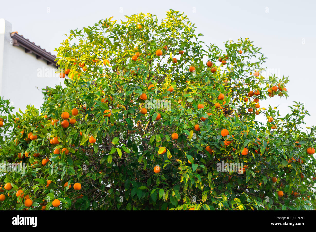 orange trees plantations Stock Photo - Alamy