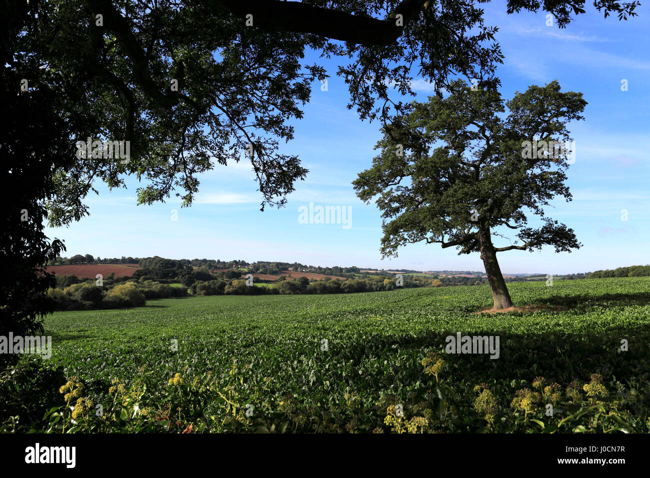 Summer view over fields near Ketton village, Rutland County, England ...