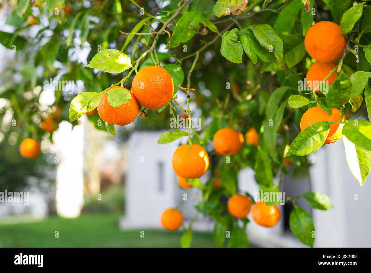 The fruit of the orange tree Stock Photo - Alamy