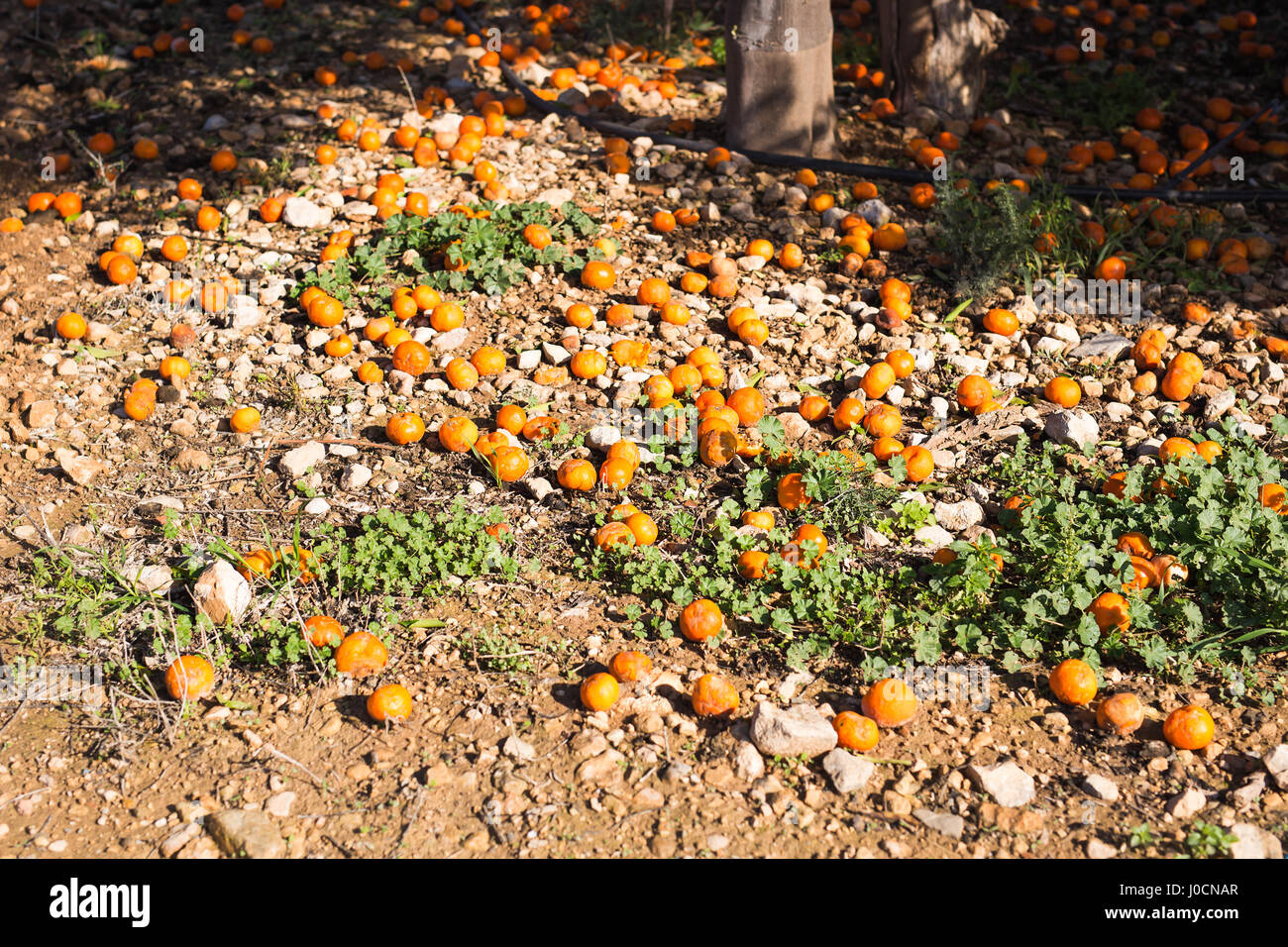 Fresh mandarin oranges under the tree Stock Photo - Alamy