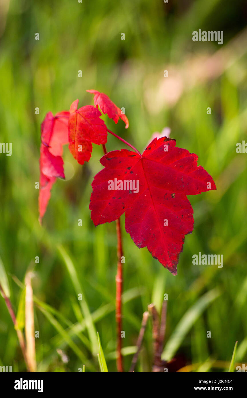 Red maple leaves on a sapling Stock Photo - Alamy