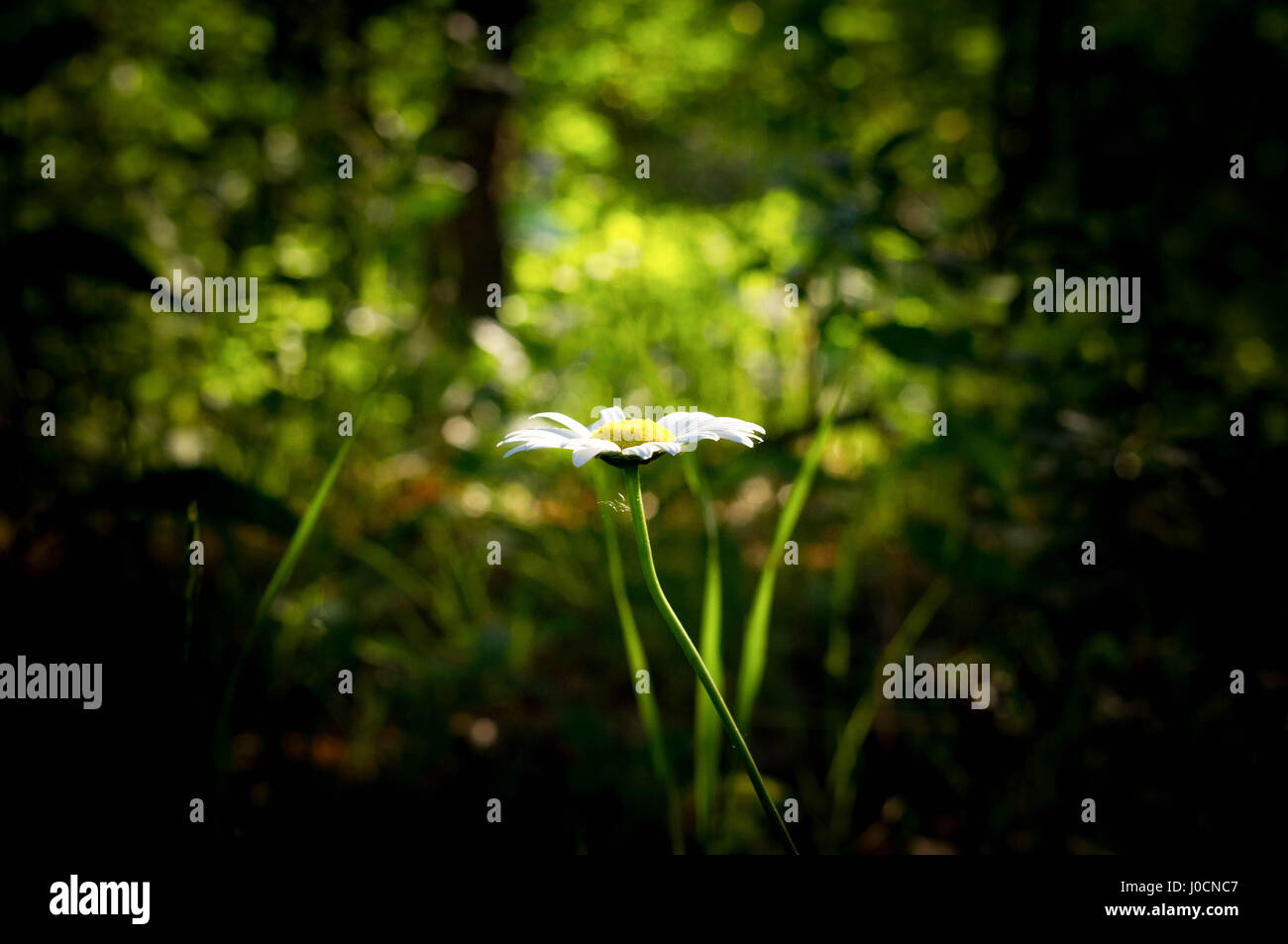 isolated daisy flower with bokah Stock Photo - Alamy