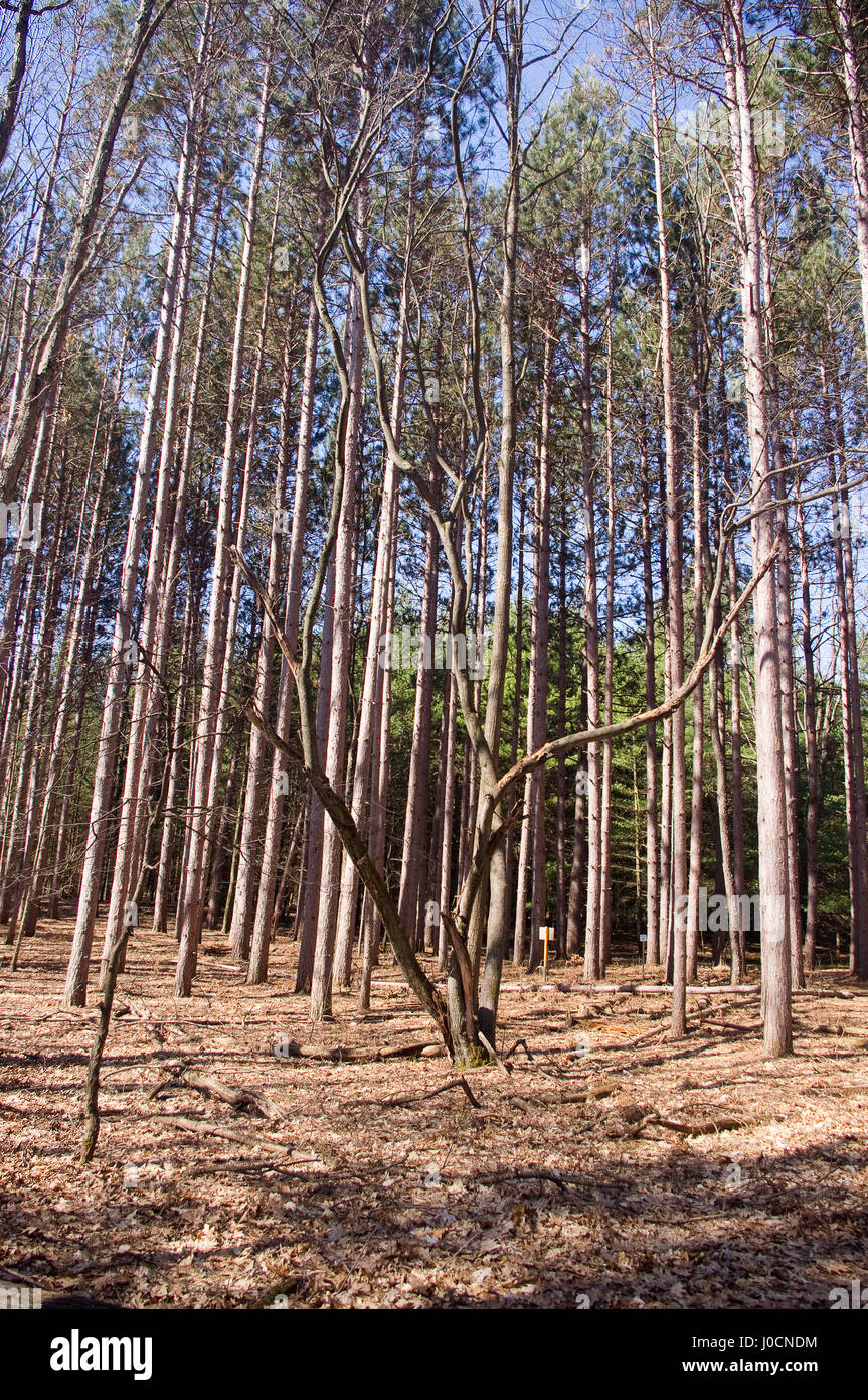 Twisted gnarly tree hi-res stock photography and images - Alamy