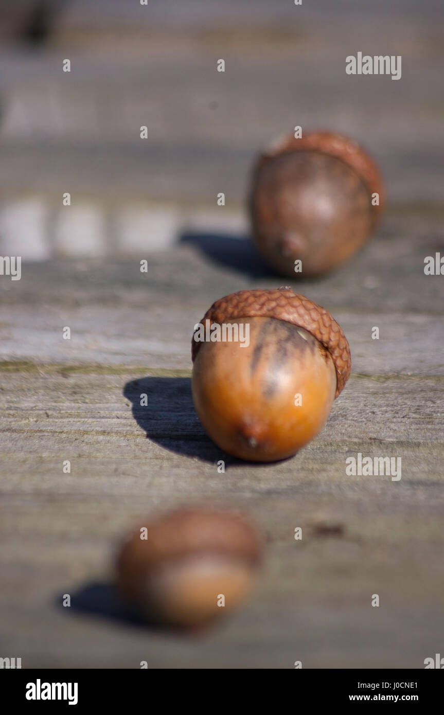 Close up of 3 acorns in a row on a wood surface Stock Photo - Alamy