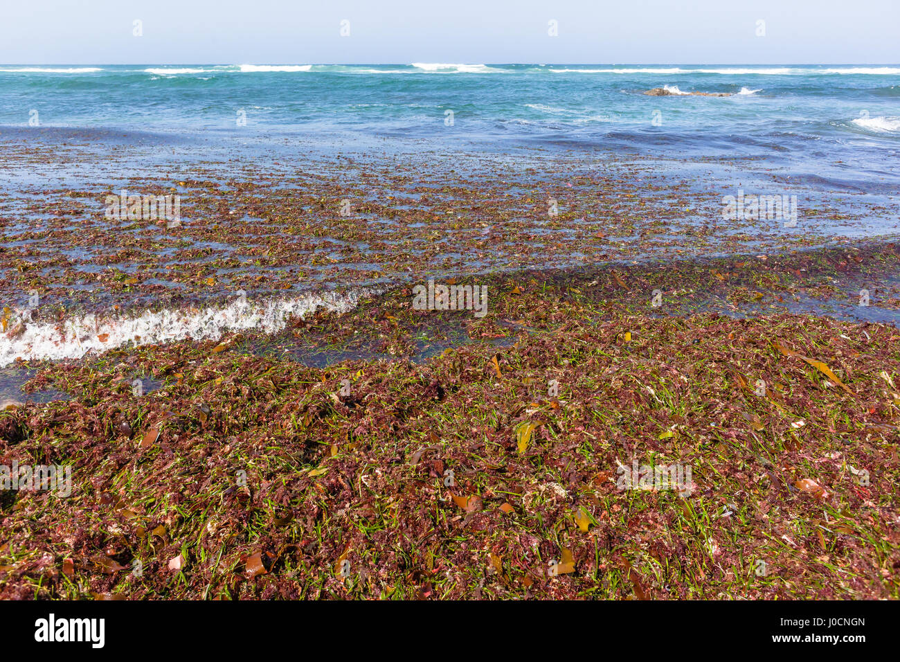 Beach Shoreline covered with marine seaweed plants stripped off reefs ...