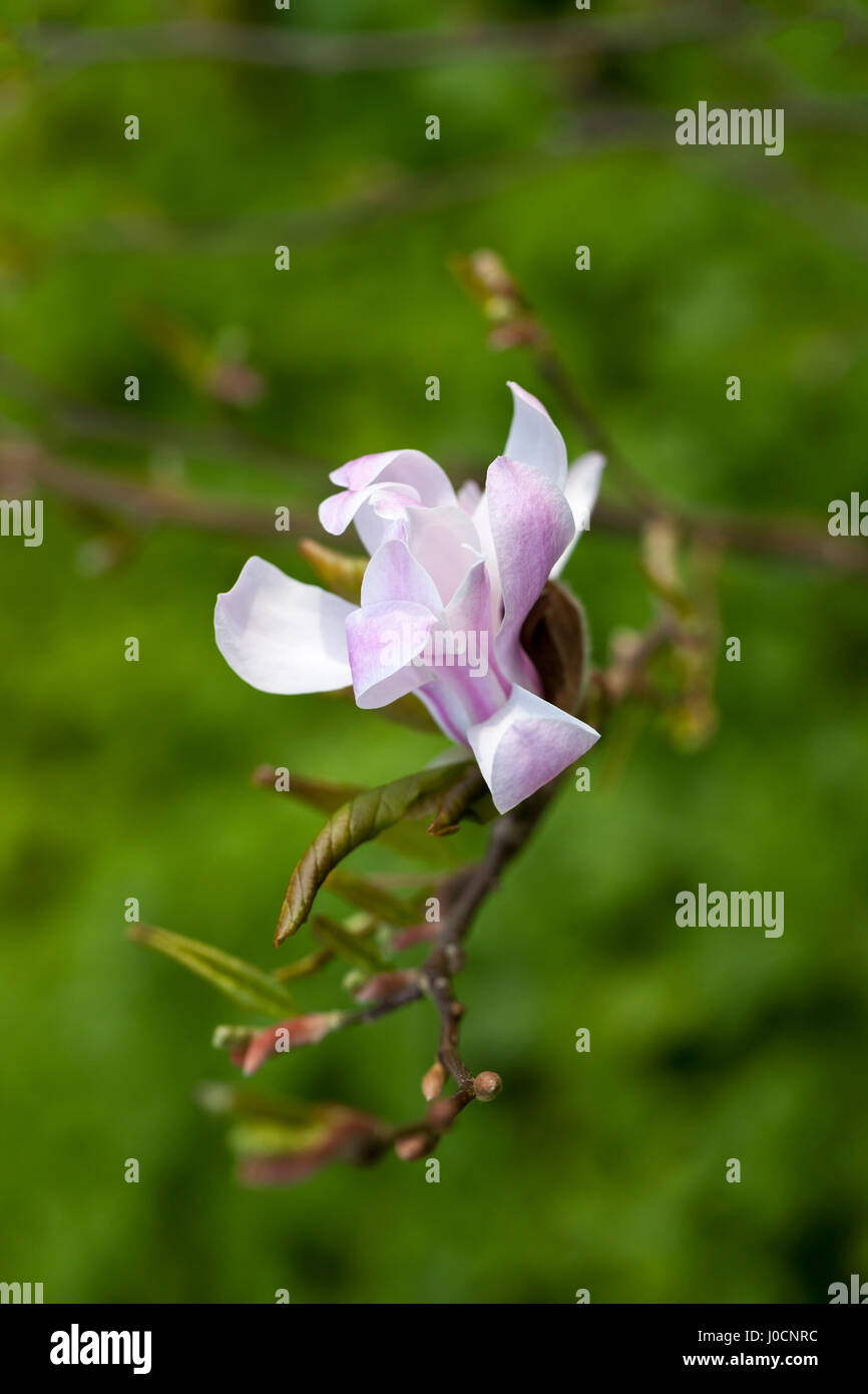 Magnolia Stellata Rosea flowering in an English garden, close up Stock ...