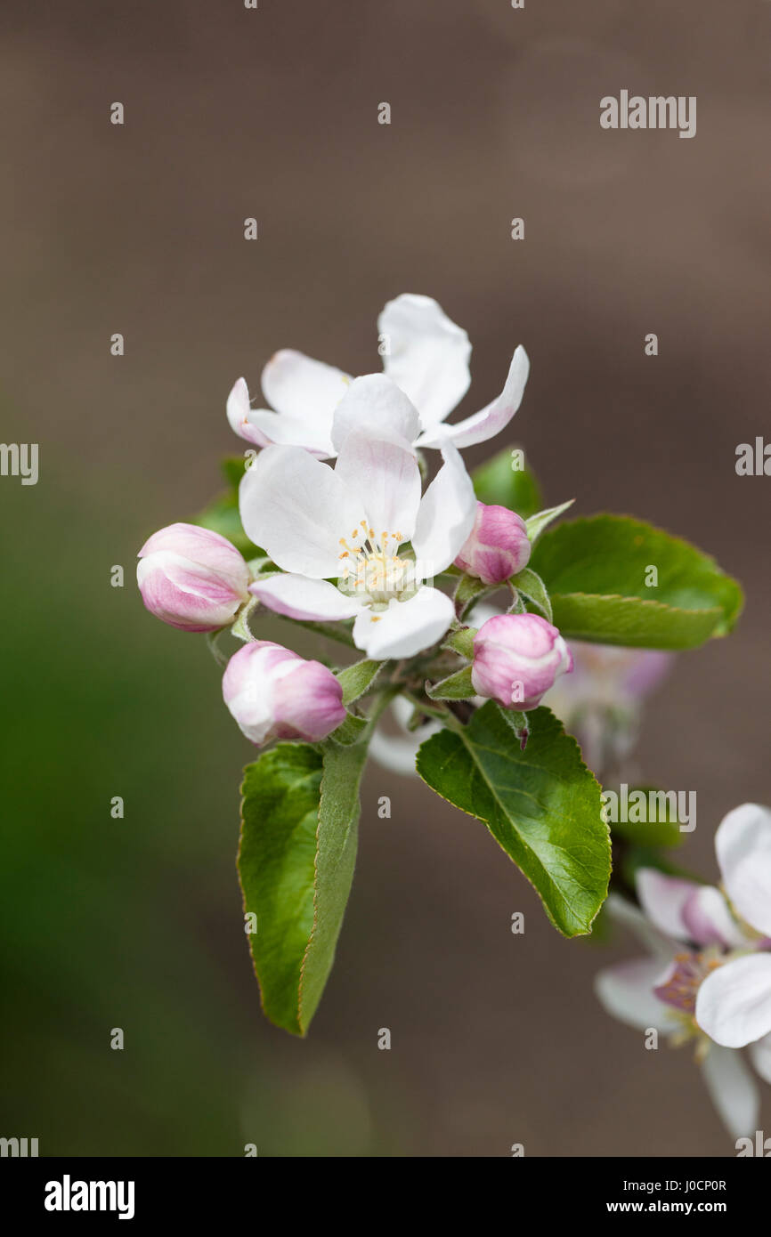 Brownlees russet hi-res stock photography and images - Alamy