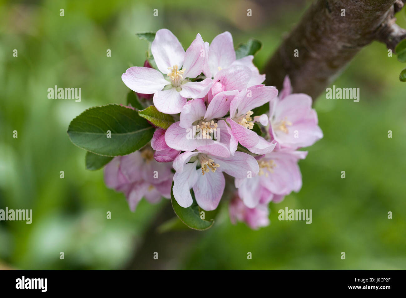 Close up of Malus domestica, Brownlees Russet apple tree blossom in ...