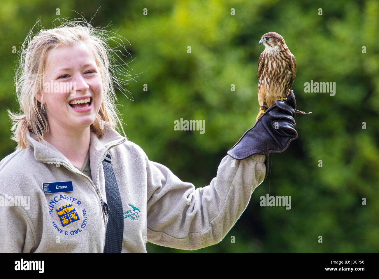 CUMBRIA, UK - APRIL 5TH 2017: A bird handler from the Muncaster Hawk ...