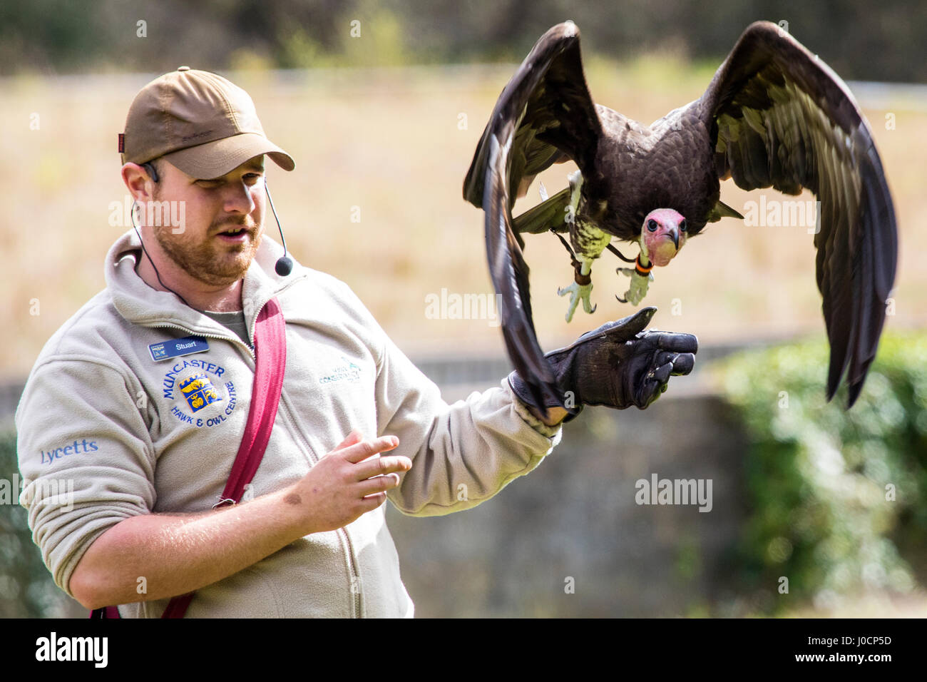 Hawk handler hi-res stock photography and images - Alamy