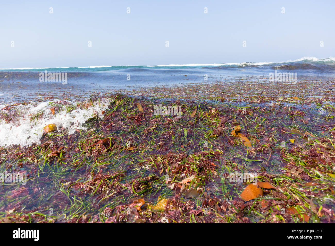 Beach Shoreline covered with marine seaweed plants stripped off reefs ...