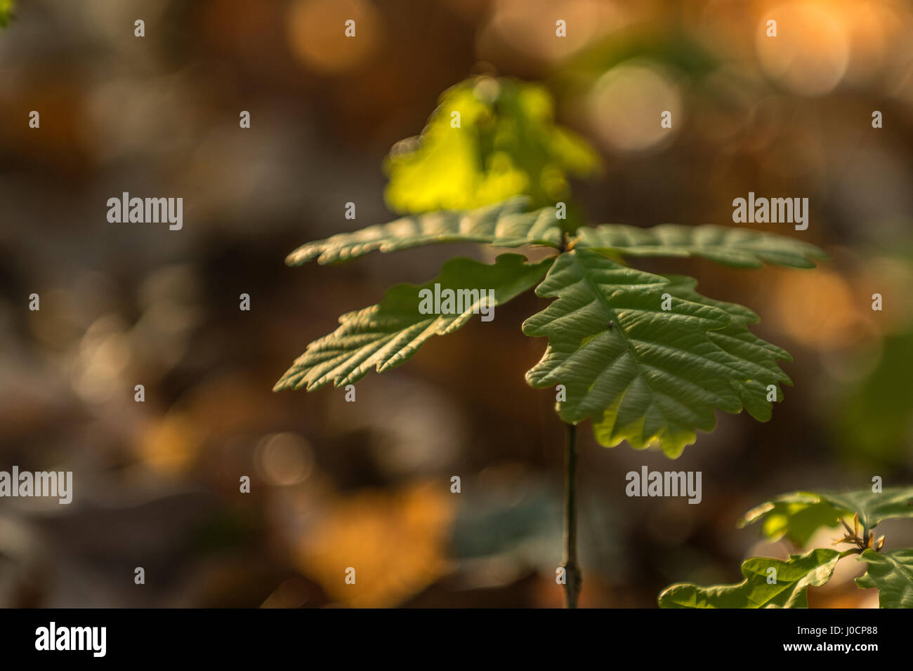 Spring is in the air - oak leaves Stock Photo - Alamy