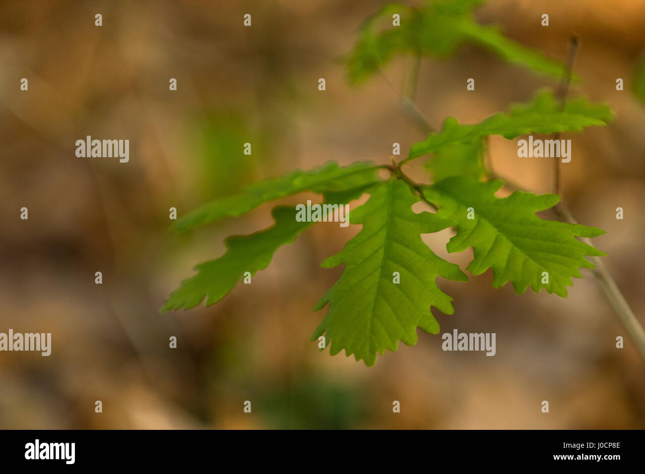 Magnificent oak hi-res stock photography and images - Alamy