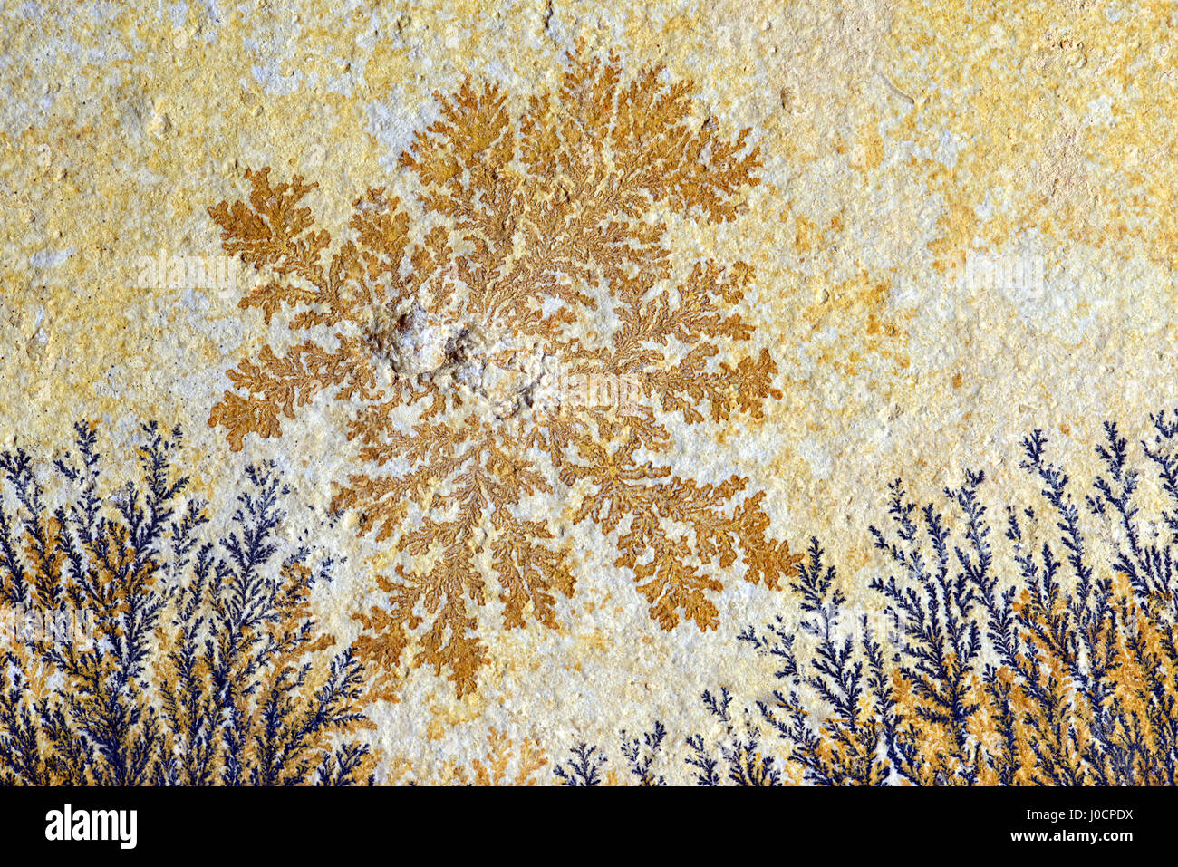 Dendrite fossil hi-res stock photography and images - Alamy