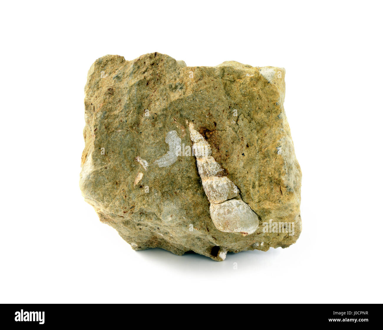 Limestone fossils Cut Out Stock Images & Pictures - Alamy