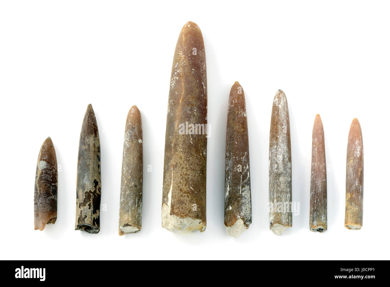 Belemnoid fossil Cut Out Stock Images & Pictures - Alamy