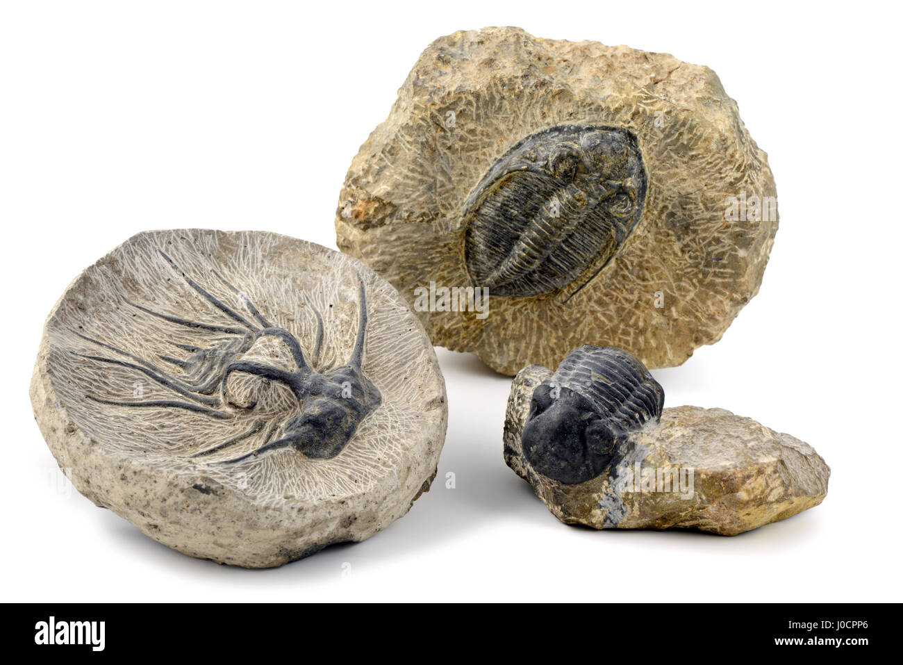 three different trilobite fossils on white isolated background Stock ...