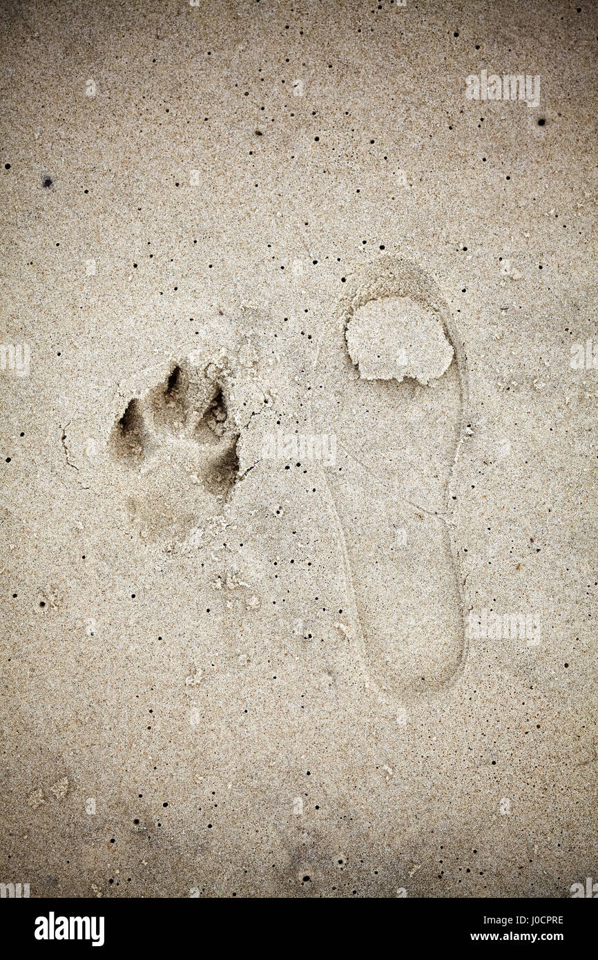 Signle human and animal imprint on sand Stock Photo - Alamy