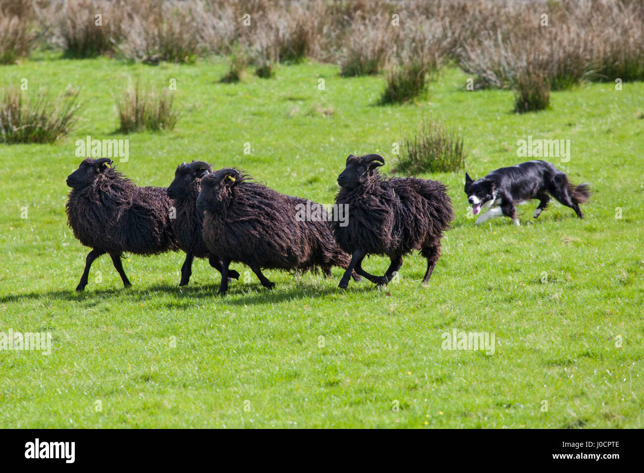 Herding dog hi-res stock photography and images - Alamy