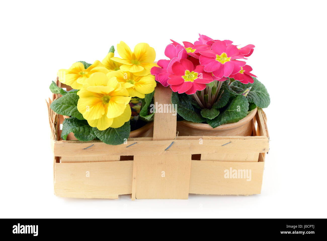 primroses in baskets on isolated background. gardening Stock Photo - Alamy