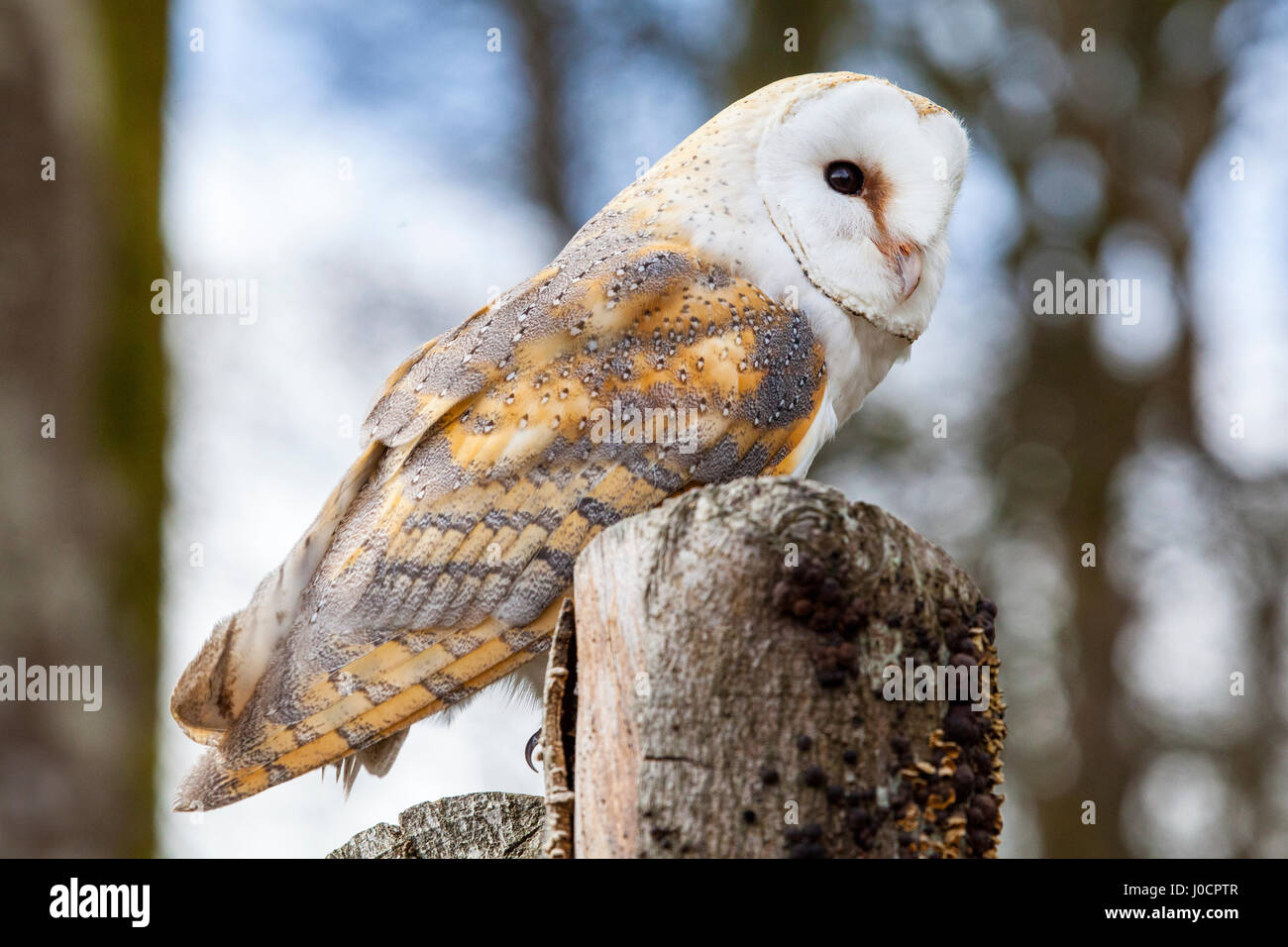 Barn owl outdoor bird hi-res stock photography and images - Alamy