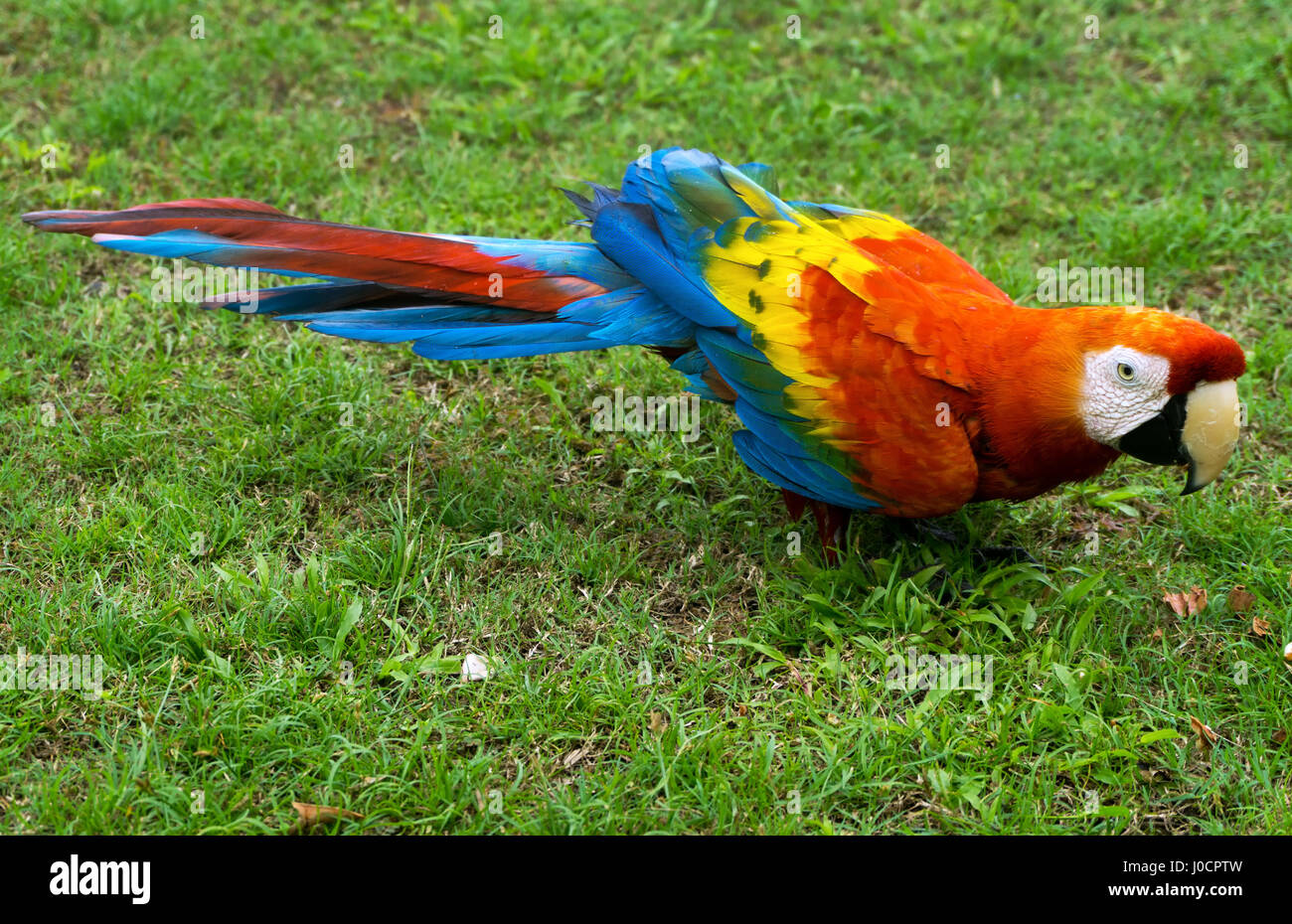Scarlet Macaw as seen near Iquitos, Peru Stock Photo - Alamy