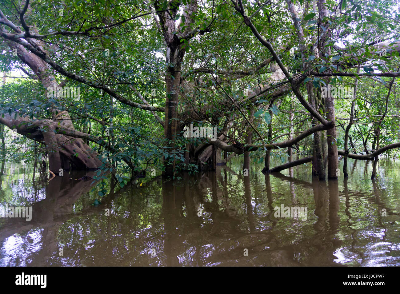 Flooded trees in the Amazon Rain Forest near Iquitos, Peru Stock Photo ...