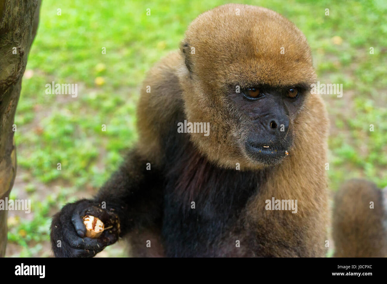 Closeup view of a light brown woolly monkey near Iquitos, Peru Stock ...