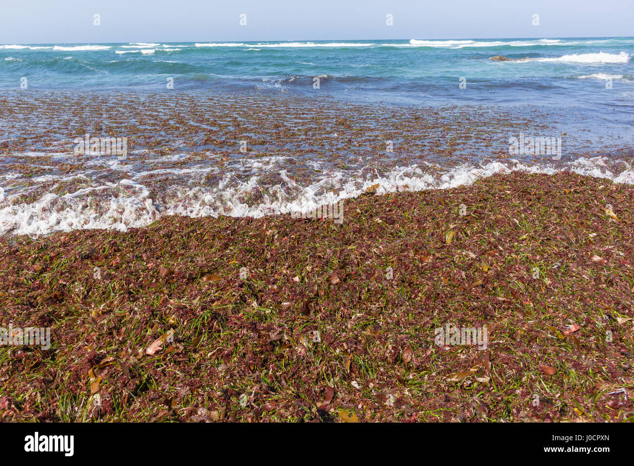 Beach Shoreline covered with marine seaweed plants stripped off reefs ...