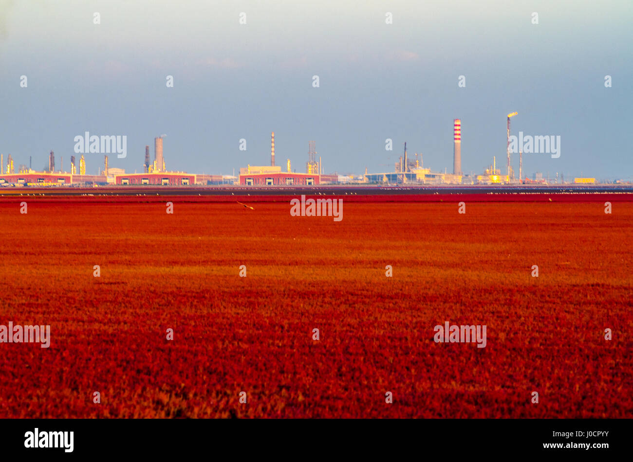 PANJIN, LIAONING, CHINA - 29AUG2016: The Red Beach, located in the ...
