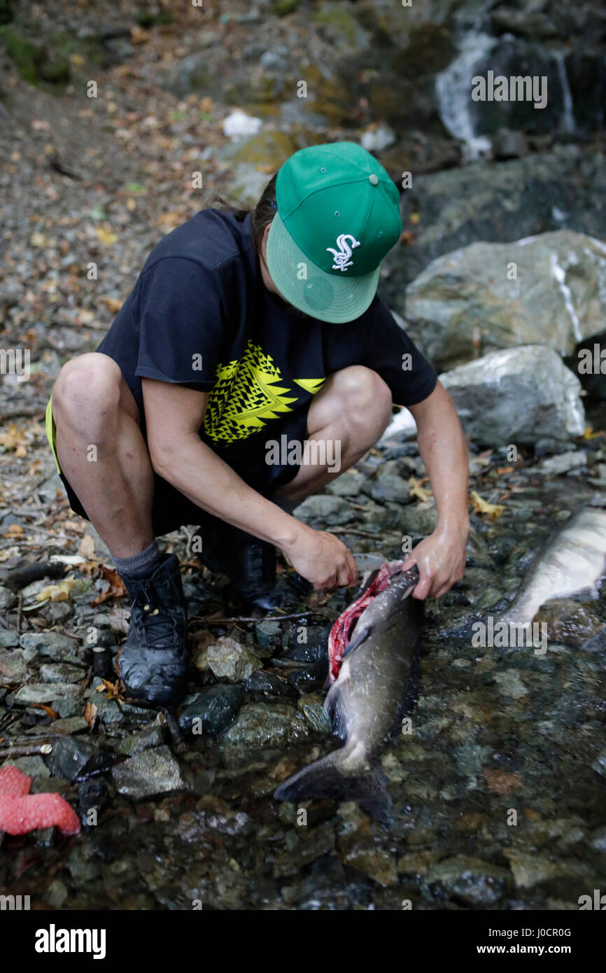 Karuk tribal fishery worker Jerry Brink cleans a freshly caught salmon ...